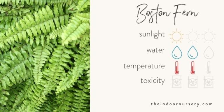 boston fern care: how to keep them happy