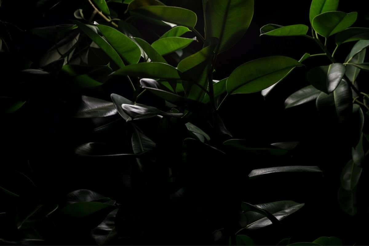 Why do plants droop at night? The science behind plant sleep