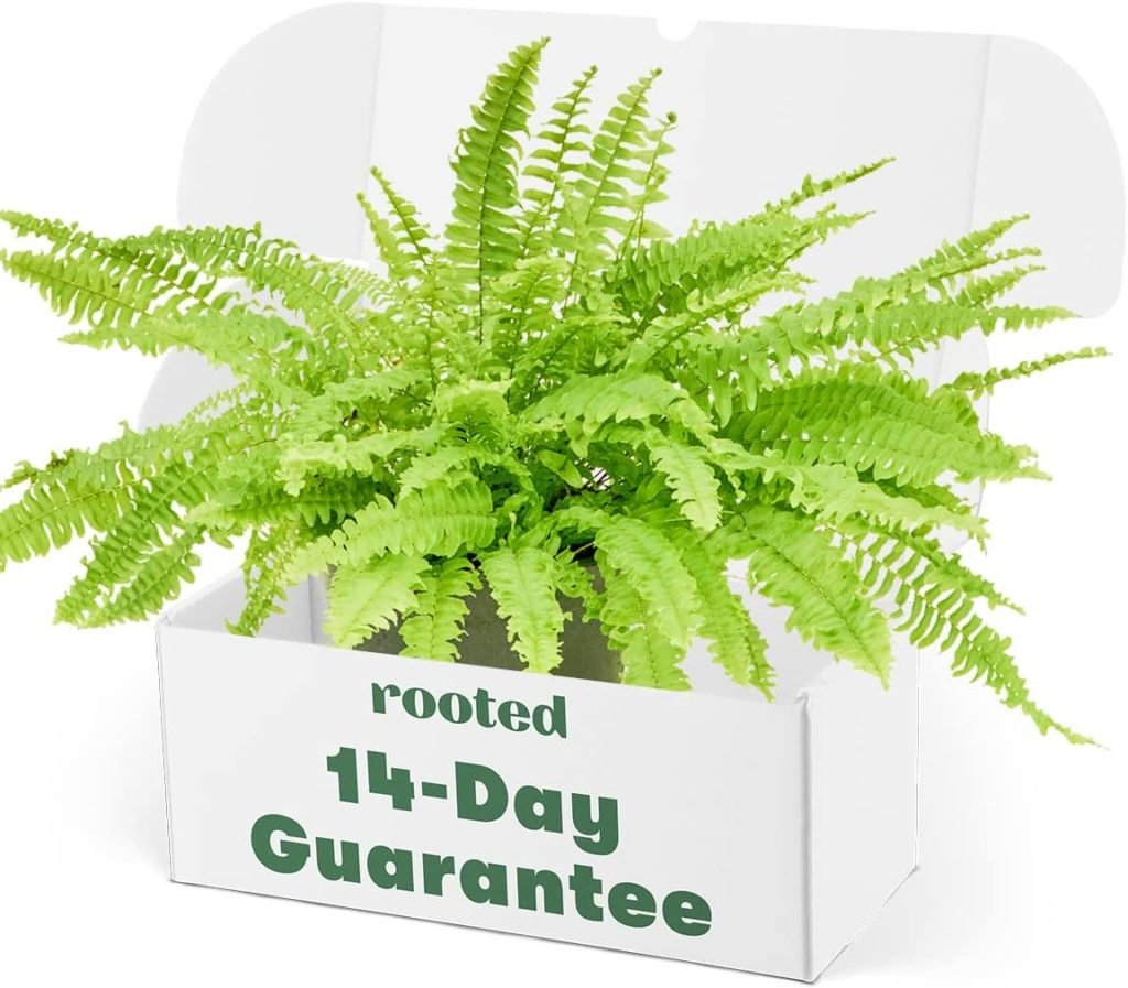 22 types of fern plants that will love the indoors