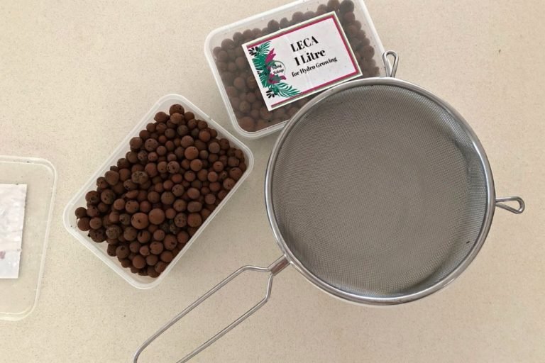 How to Use Leca for Plants: Step-by-Step Guide with Pictures