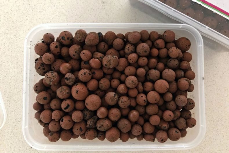 How to Use Leca for Plants: Step-by-Step Guide with Pictures