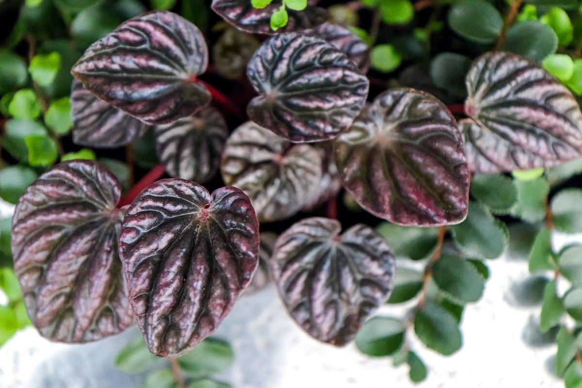 10 Indoor Peperomia Varieties That Will Impress Your Friends