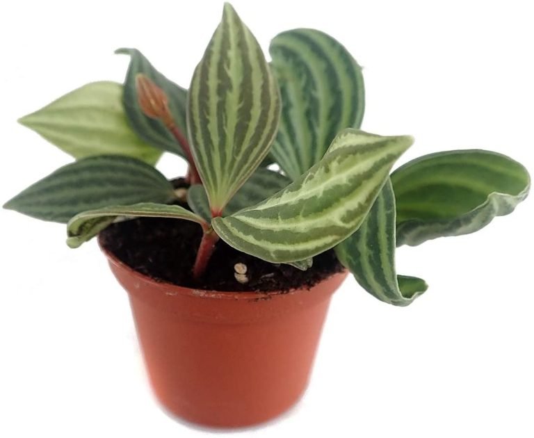 10 indoor peperomia varieties that will impress your friends - The ...