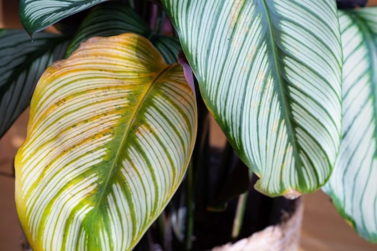 Calathea Yellow Leaves