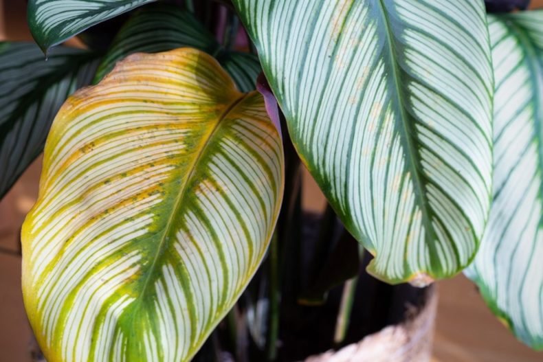 Common Calathea Problems and How to Fix Them