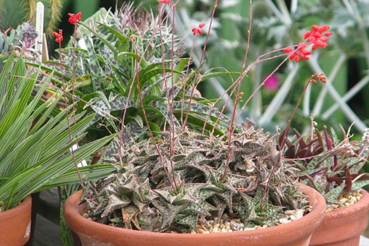 the best soil for aloe vera and 5 signs your plant needs it