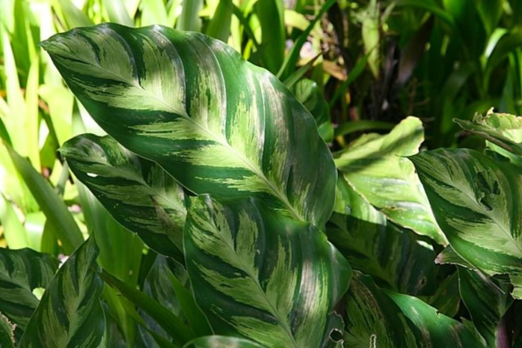 Here's the best calathea fertilizer for happy little prayer plants
