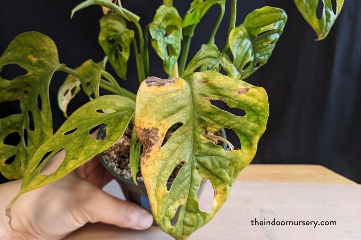 Fertilizer Burn On Plants Here s How To Fix It Fertilizer Burn On Plants Here s How To Fix It