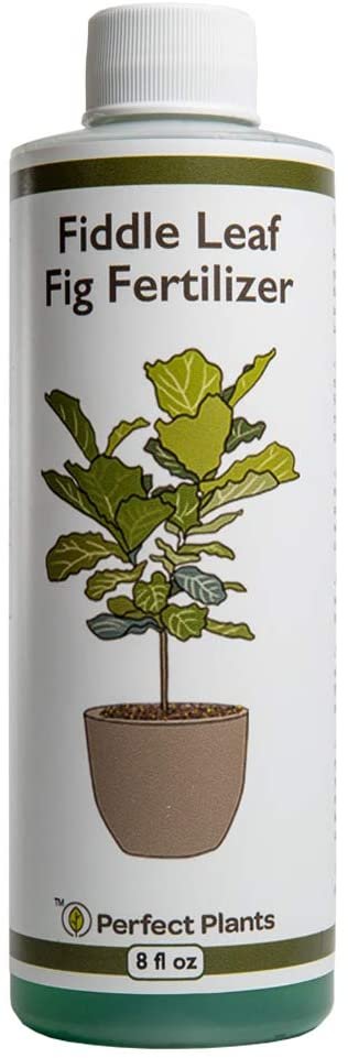 Repotting your fiddle leaf fig - The Indoor Nursery