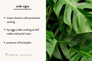 Scale On Monstera: What To Do And How To Save It