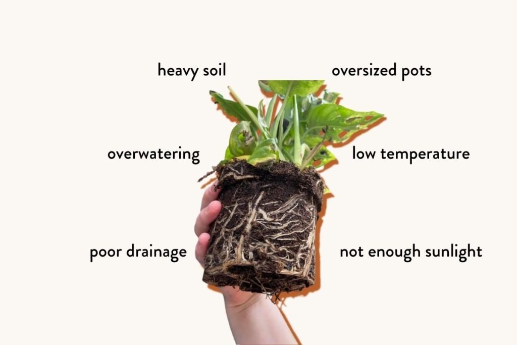 How to prevent and treat Monstera root rot