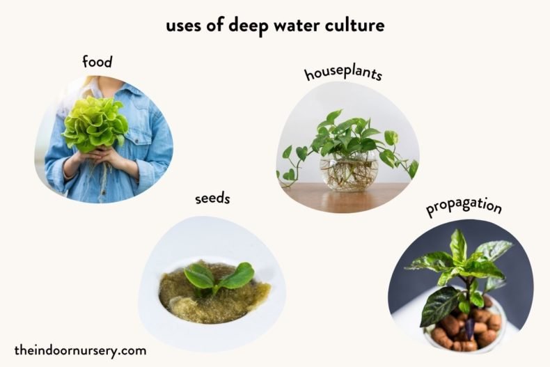 Deep water culture system for hydroponics: what to know