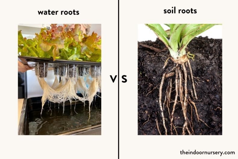 Deep water culture system for hydroponics: what to know