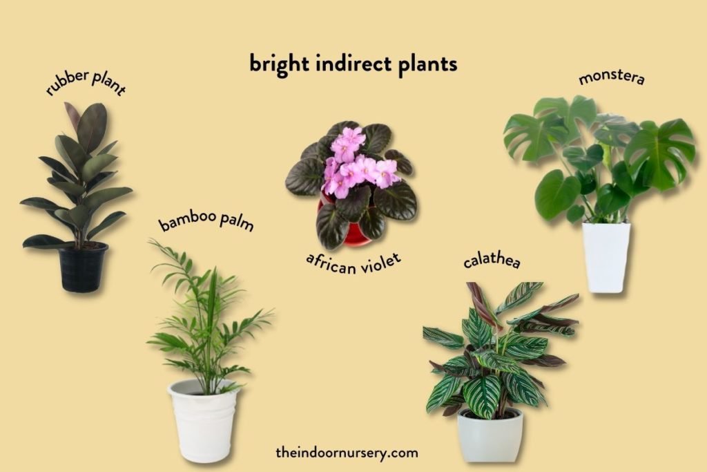Indoor plant lighting guide: where to put your plants
