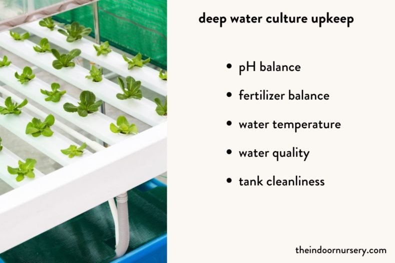 Deep water culture system for hydroponics: what to know