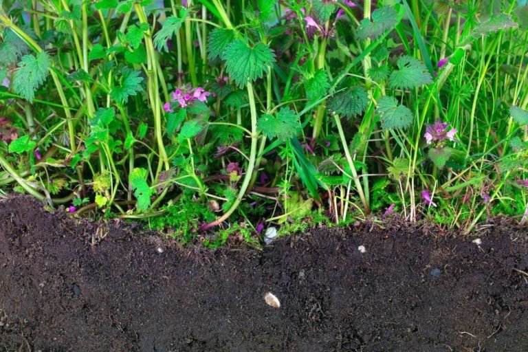 4 types of soil and what they're good for