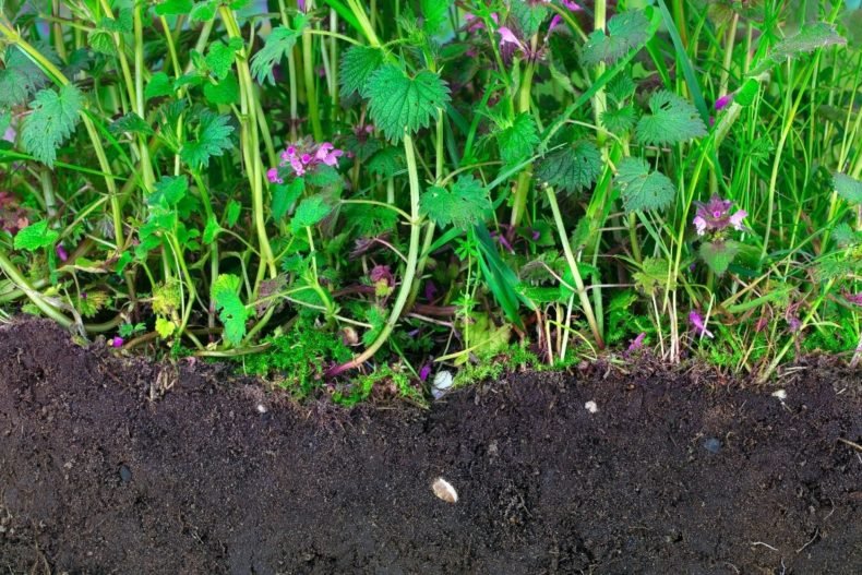 4 types of soil and what they're good for