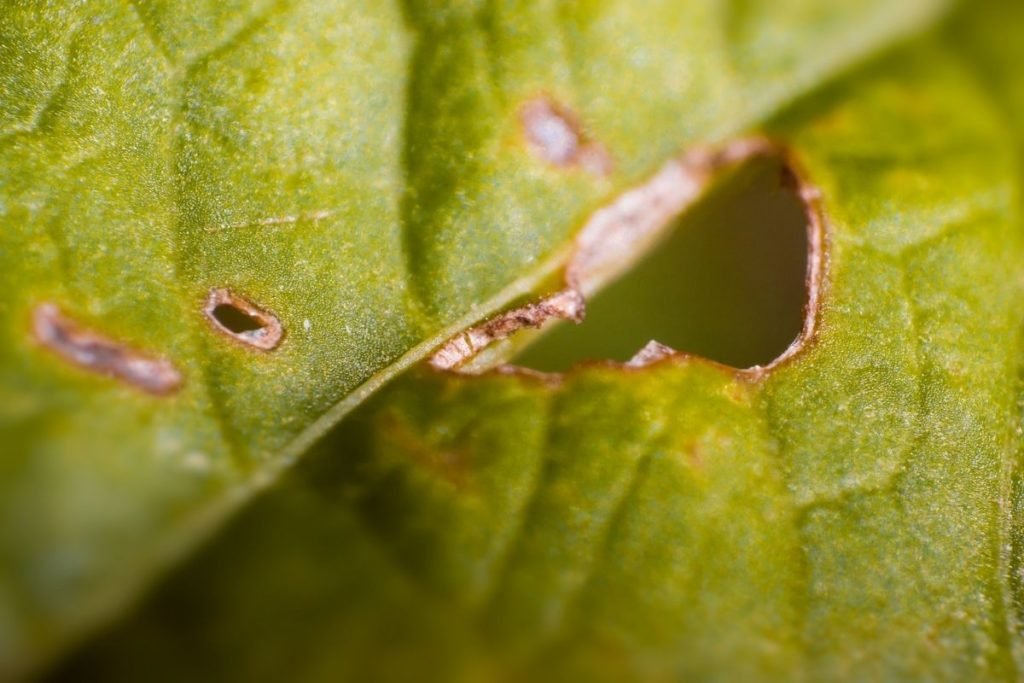 Scale On Monstera: What To Do And How To Save It