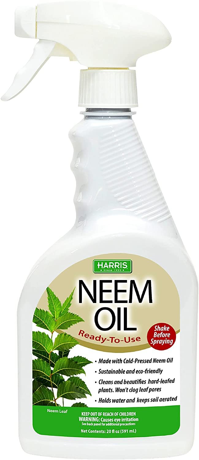 scale on pothos: what it looks like and how to remove it