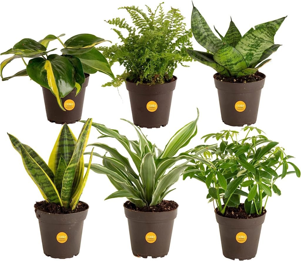 How to increase humidity in a room with indoor plants