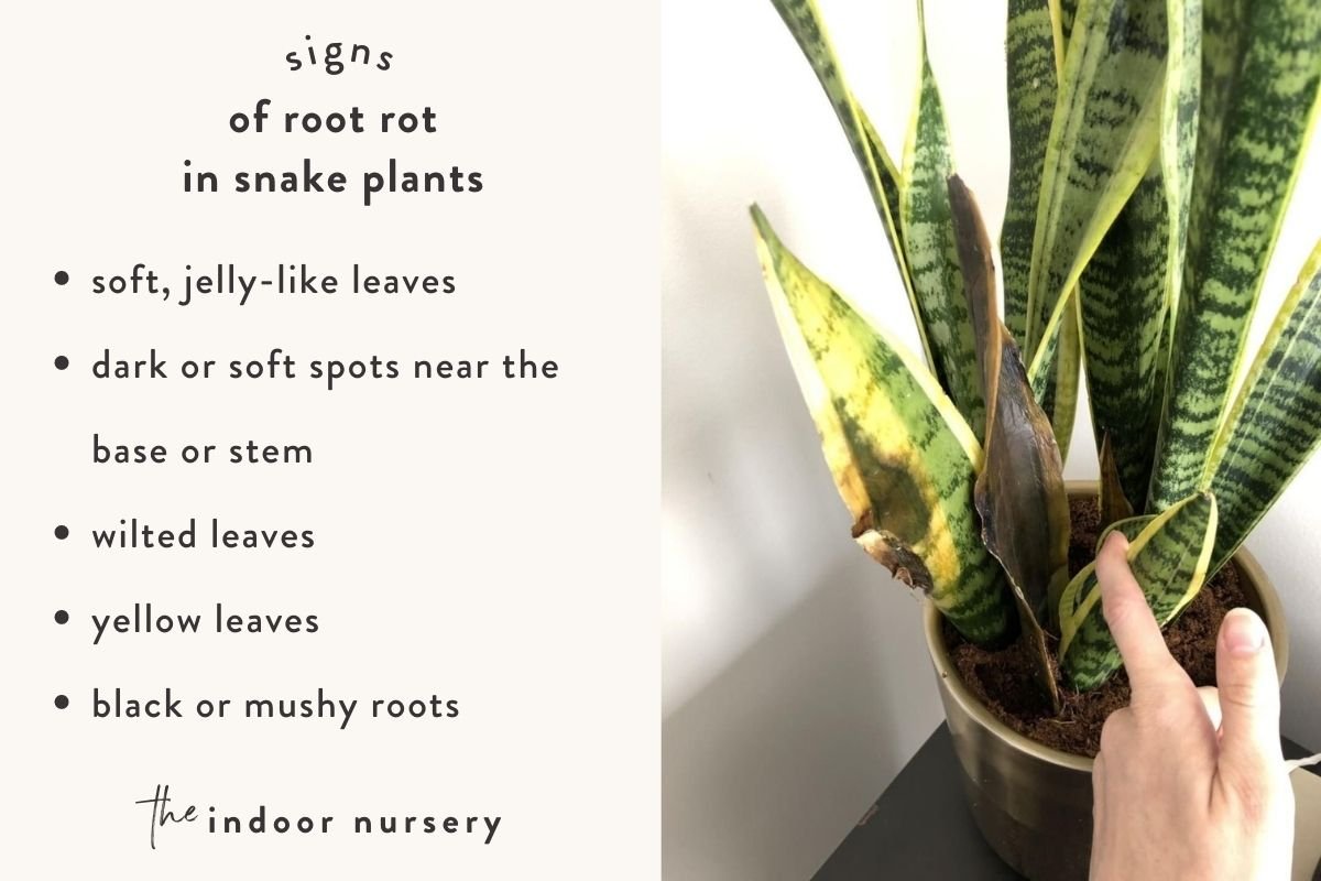 Snake Plant Root Rot and How To Save It 