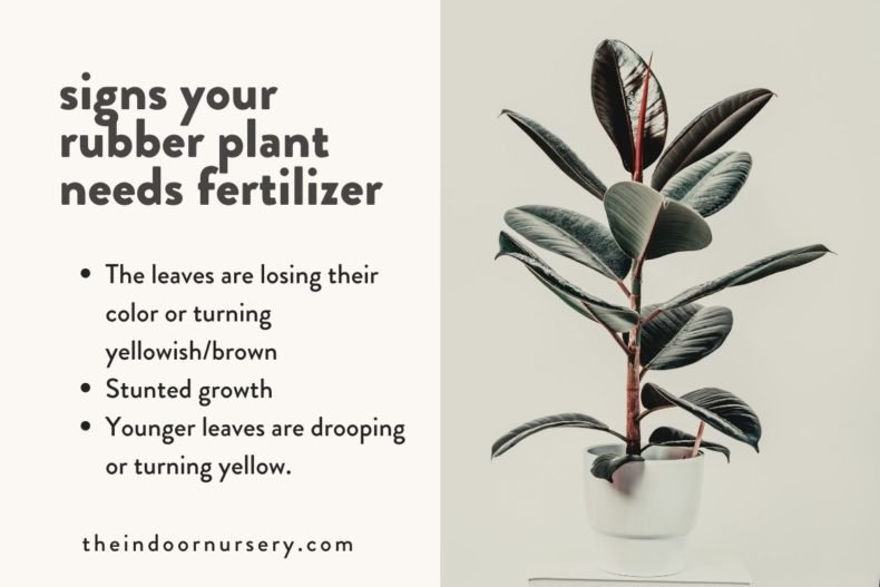 rubber plant fertilizer: what your rubber plants need