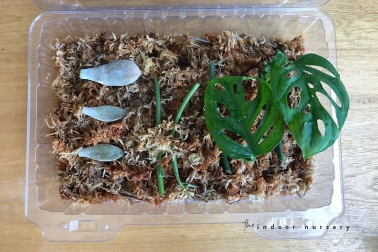 How to propagate swiss cheese plant - The Indoor Nursery