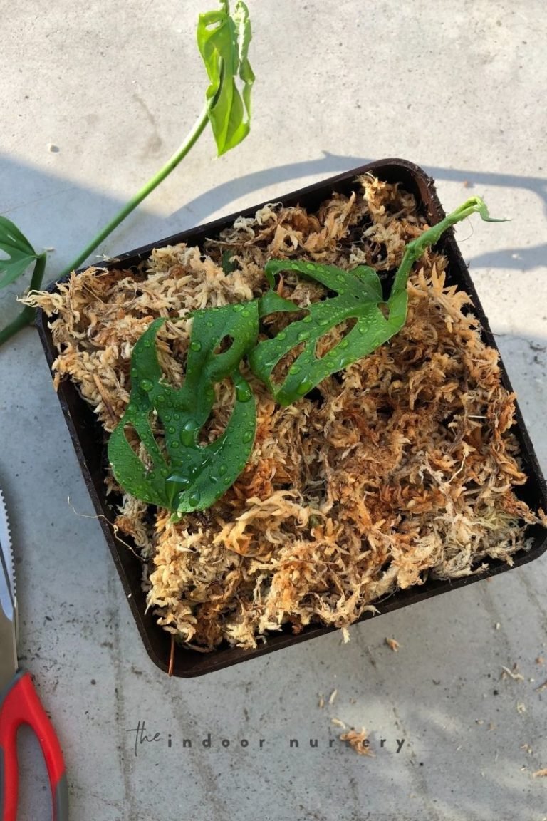 How to propagate swiss cheese plant - The Indoor Nursery