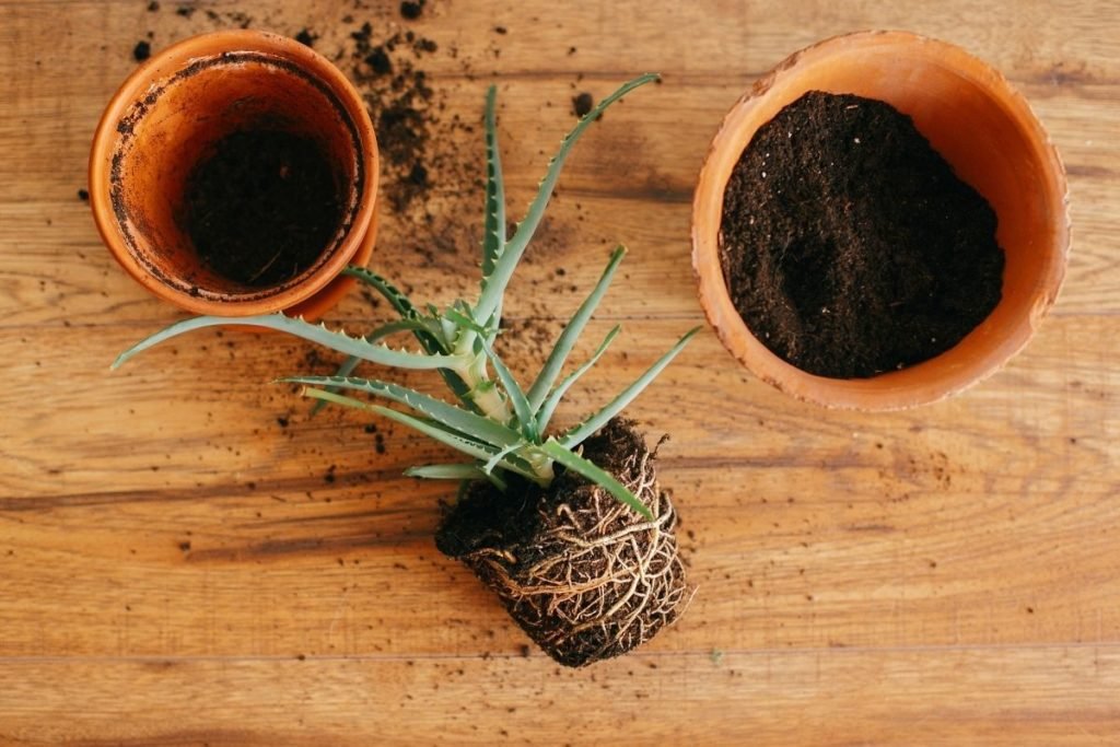 How to loosen compacted soil in pots