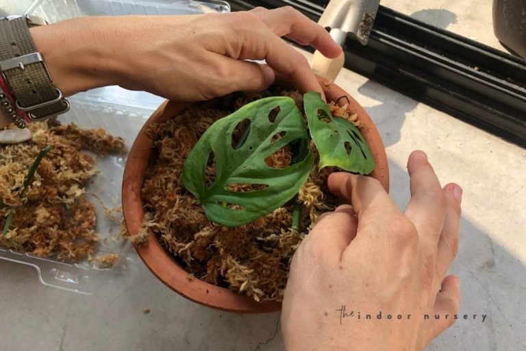 How to propagate swiss cheese plant - The Indoor Nursery