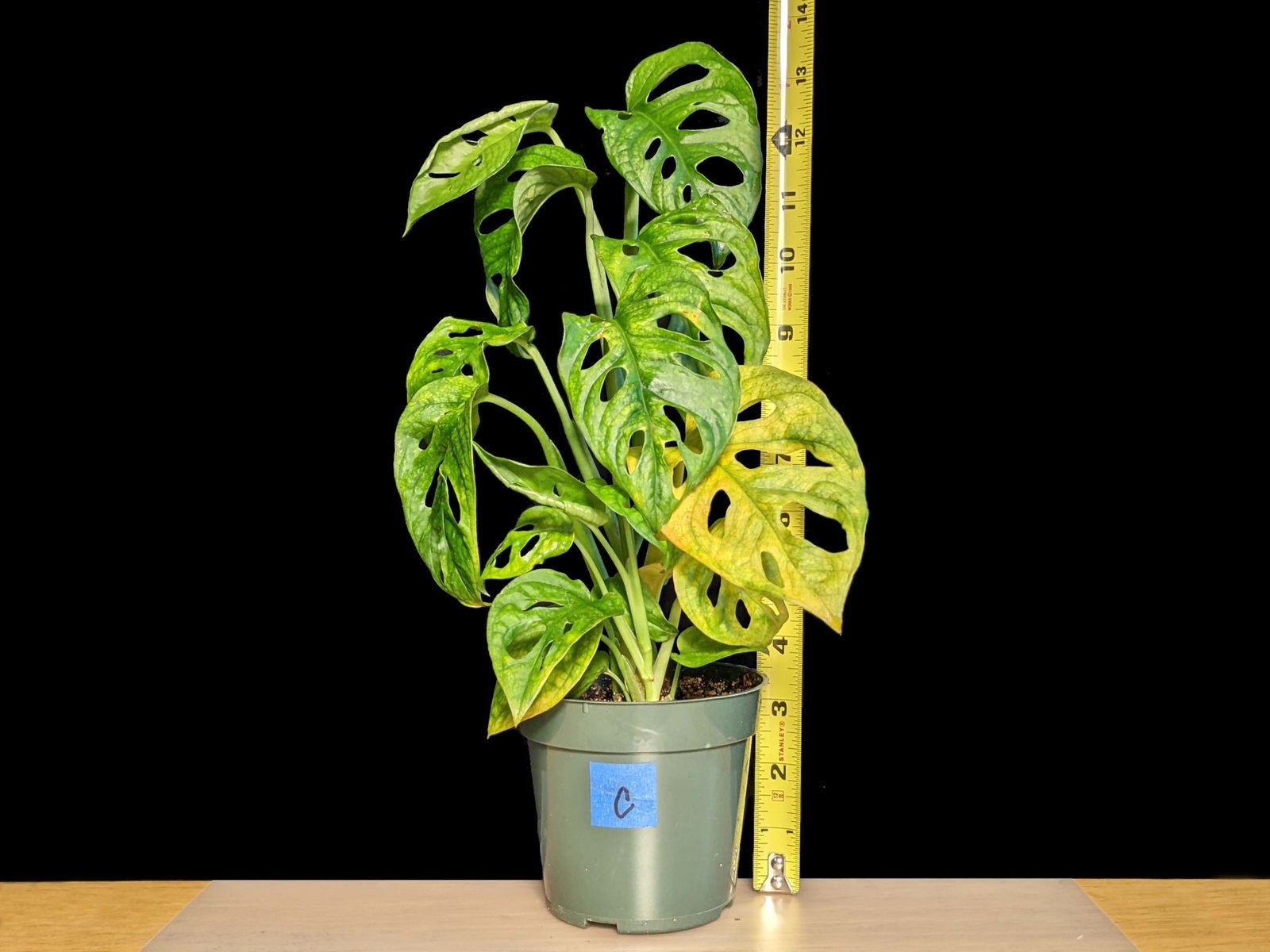 Plant Experiments Which Fertilizer Makes Plants Grow Faster