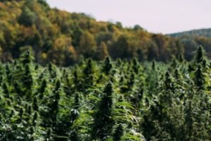 Topped plant vs non topped - The Indoor Nursery