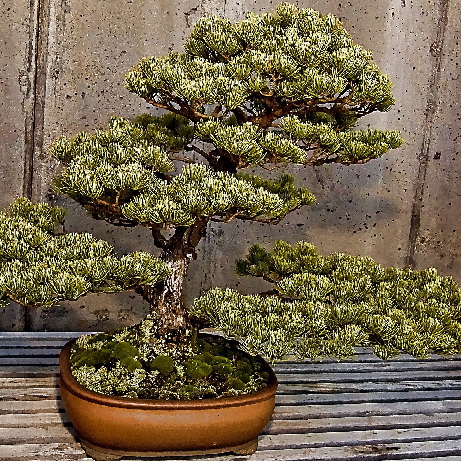 9 popular types of bonsai trees - The Indoor Nursery