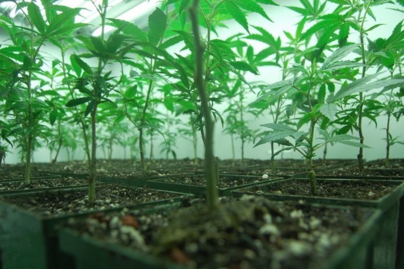 our tips on controlling grow tent humidity