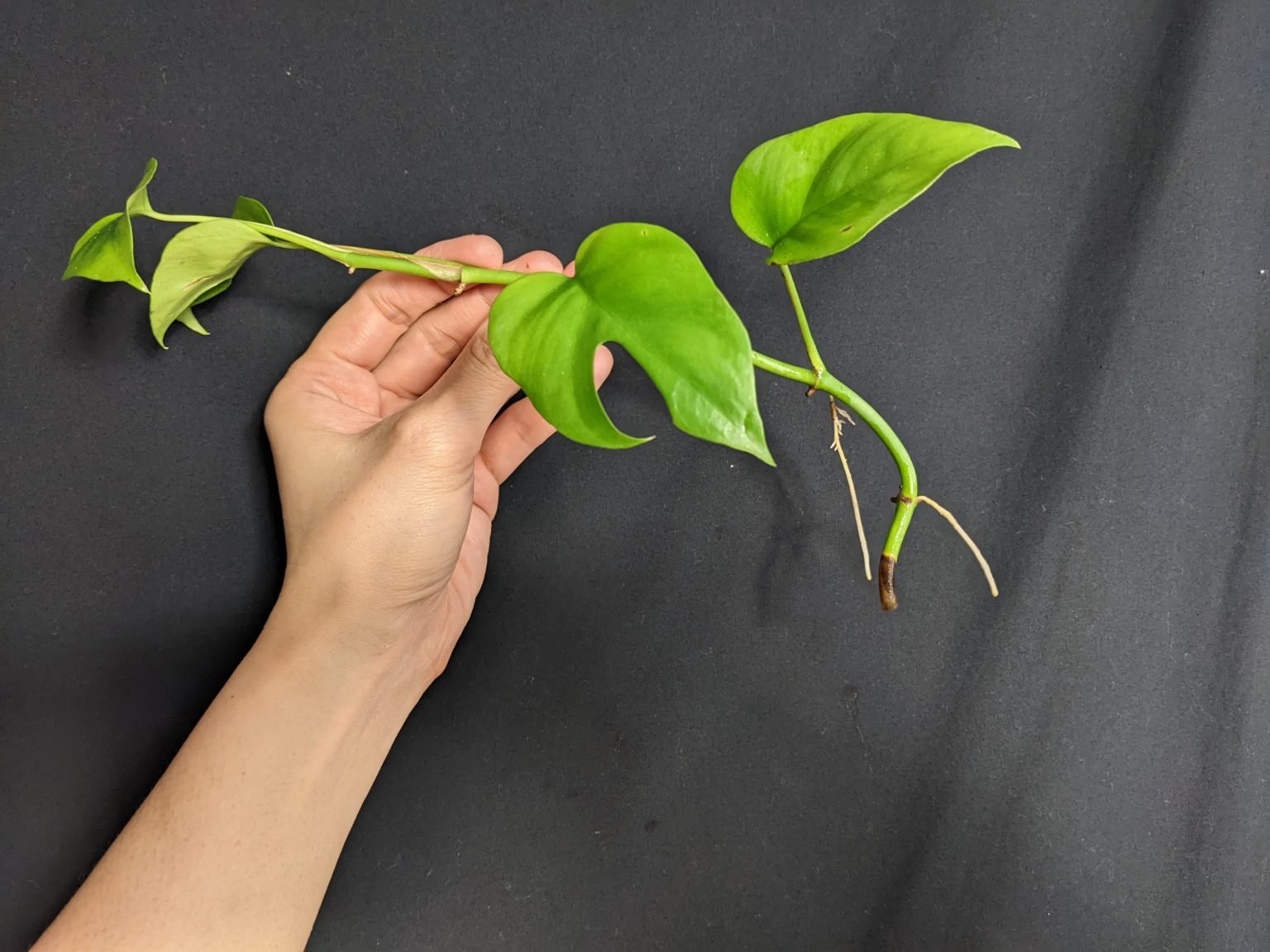 how to use an air stone for plants (water propagation)