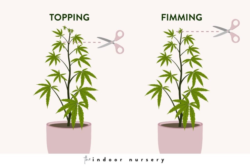 4 marijuana trimming techniques (and when to use them)