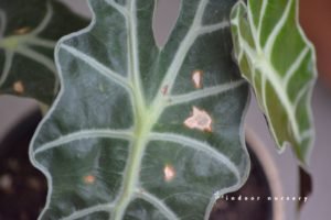Plant sunburn: why it happens and how to prevent it