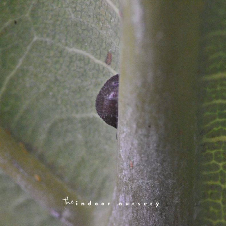 the indoor nursery | houseplant experts on plant care & accessories ...