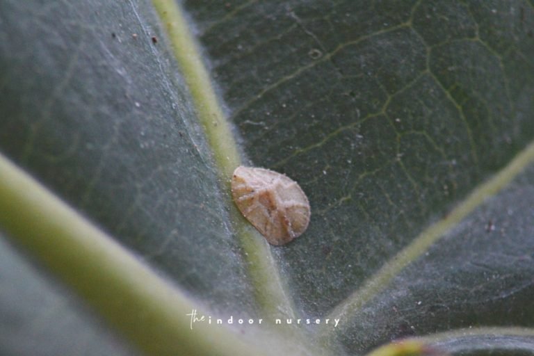 What does scale look like on plants? Here is my collection of pictures.