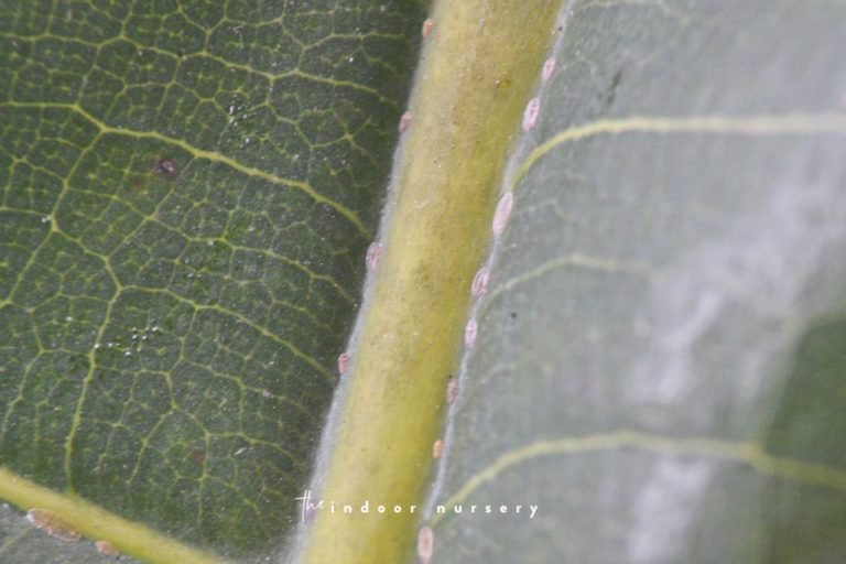 scale on fiddle leaf fig: how I finally got rid of them