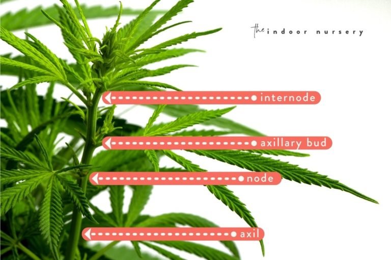 Topped plant vs non topped - The Indoor Nursery