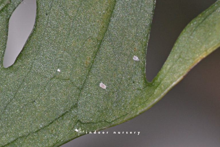 How to get rid of mealy bugs (with pictures)