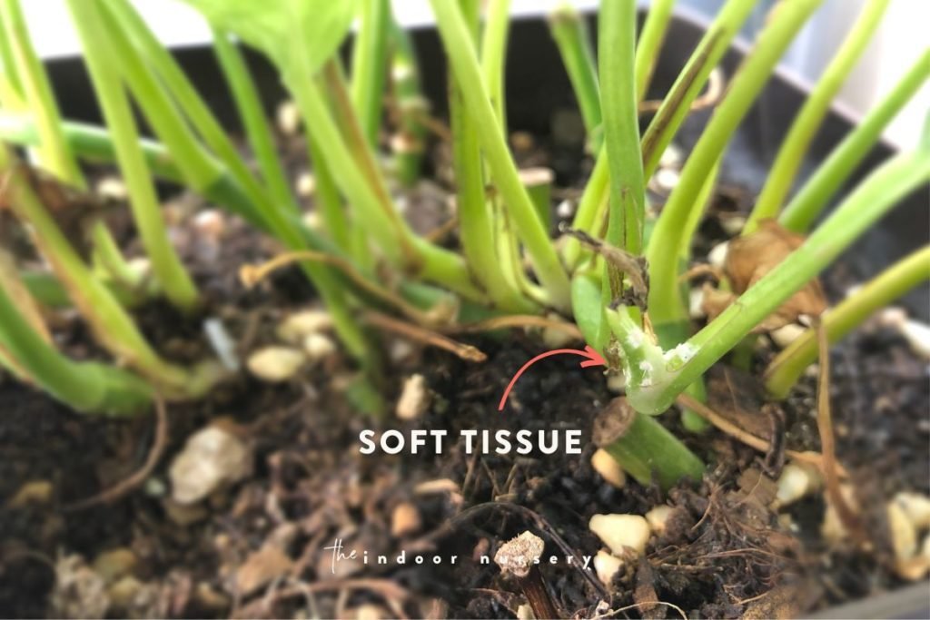 How to get rid of mealy bugs (with pictures)