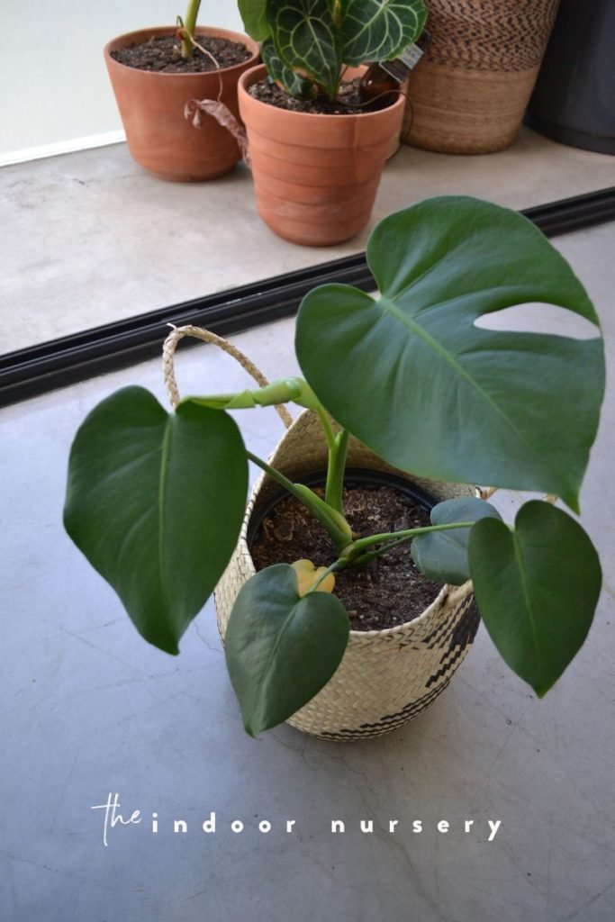 Plants dripping water? Here are four reasons why.