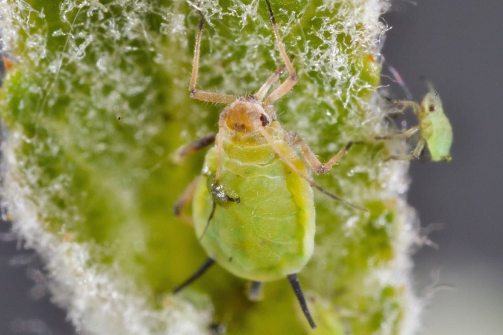 Most common cannabis pests and how to treat them