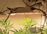 Understanding weed light cycles: Get most from your harvest